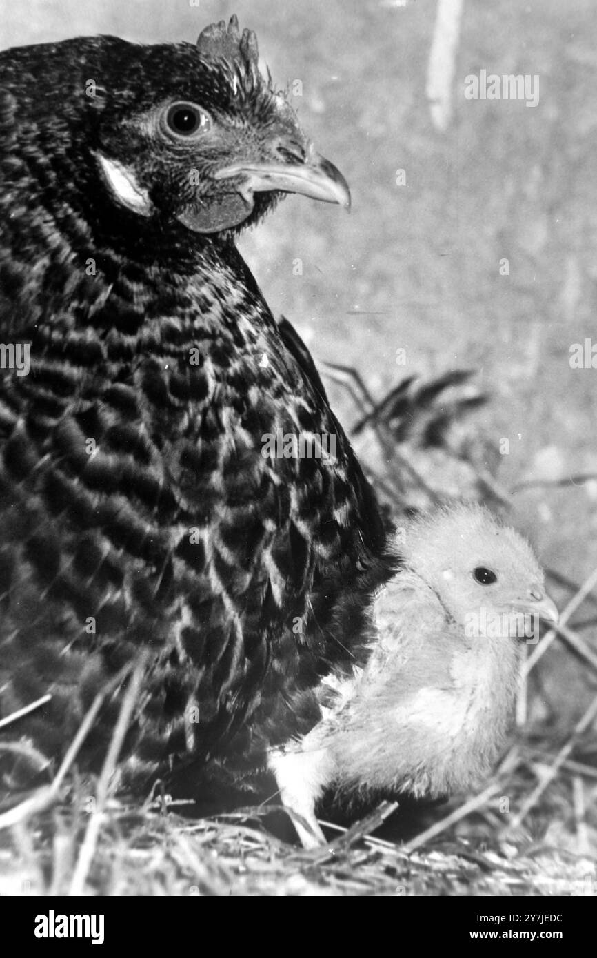 Chicken chick s hi-res stock photography and images - Alamy