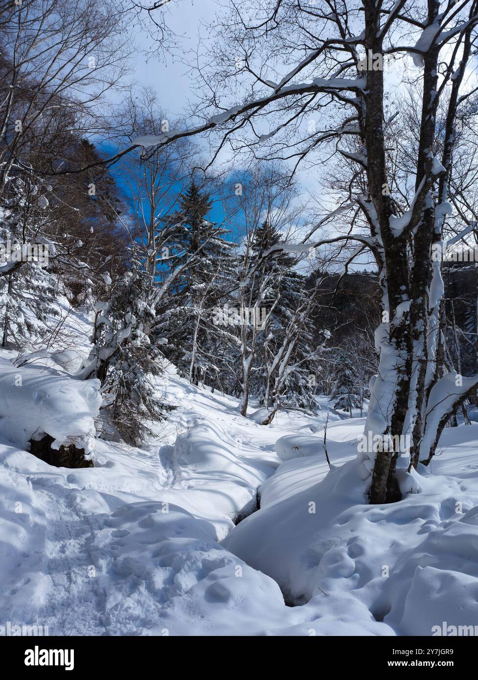 Snowy trees and footprints in a forest (Hokkaido, Japan Stock Photo - Alamy