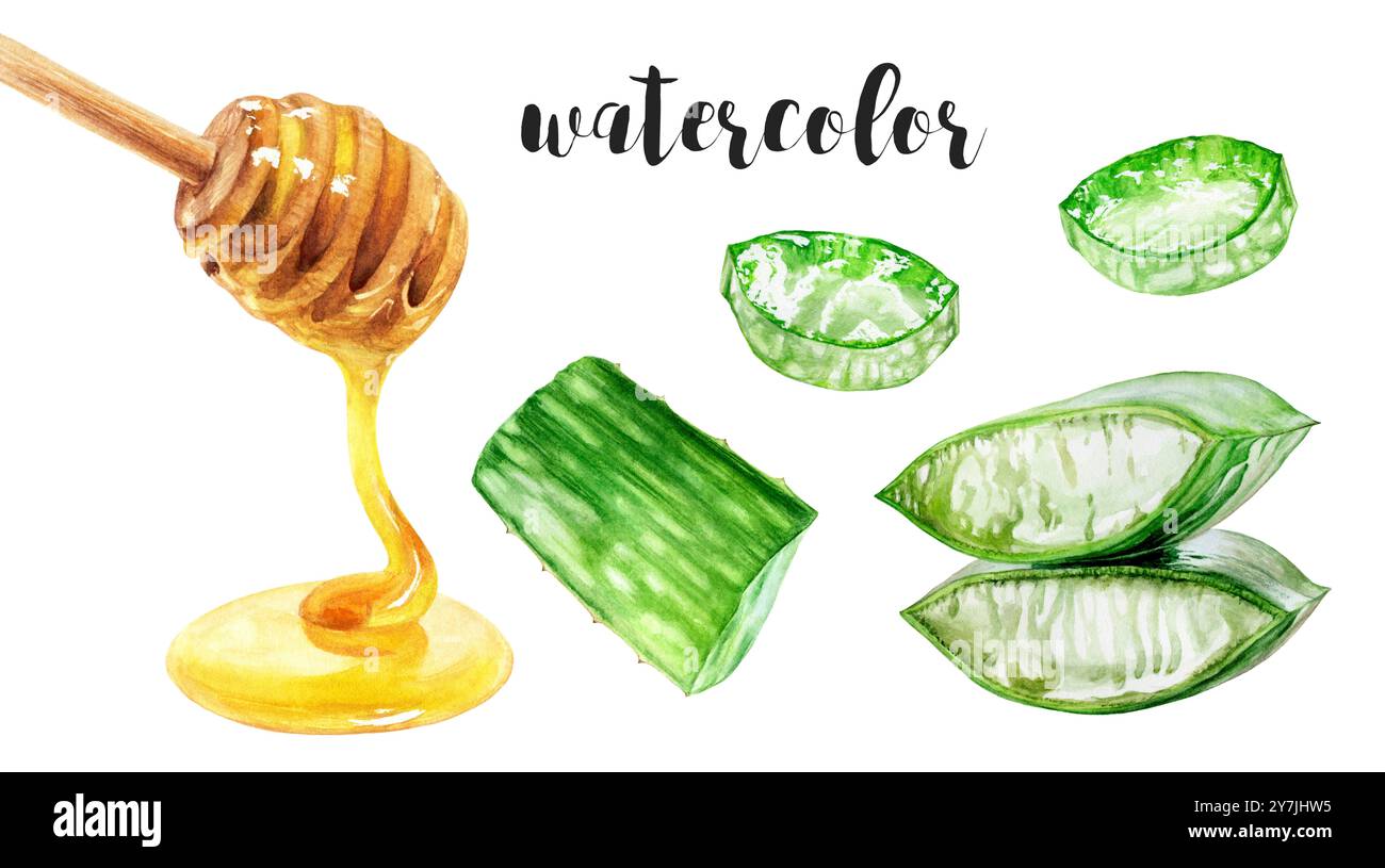 Hand-Painted Watercolor Honey Dipper with Dripping Honey and Aloe ...