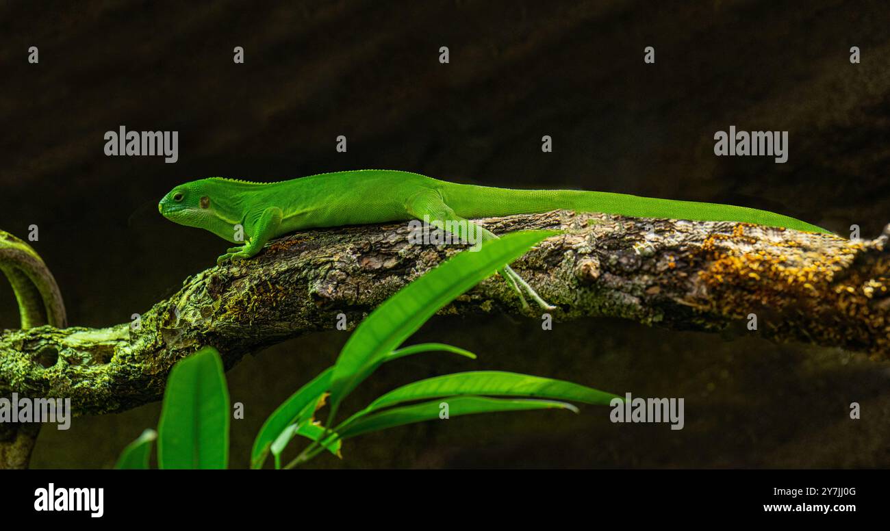 Lau banded iguana (Brachylophus fasciatus). Endemic to the Lau Islands ...