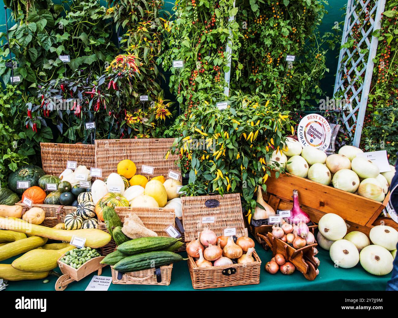 A winning display of fruit and vegetables at the Malvern Autumn Show ...