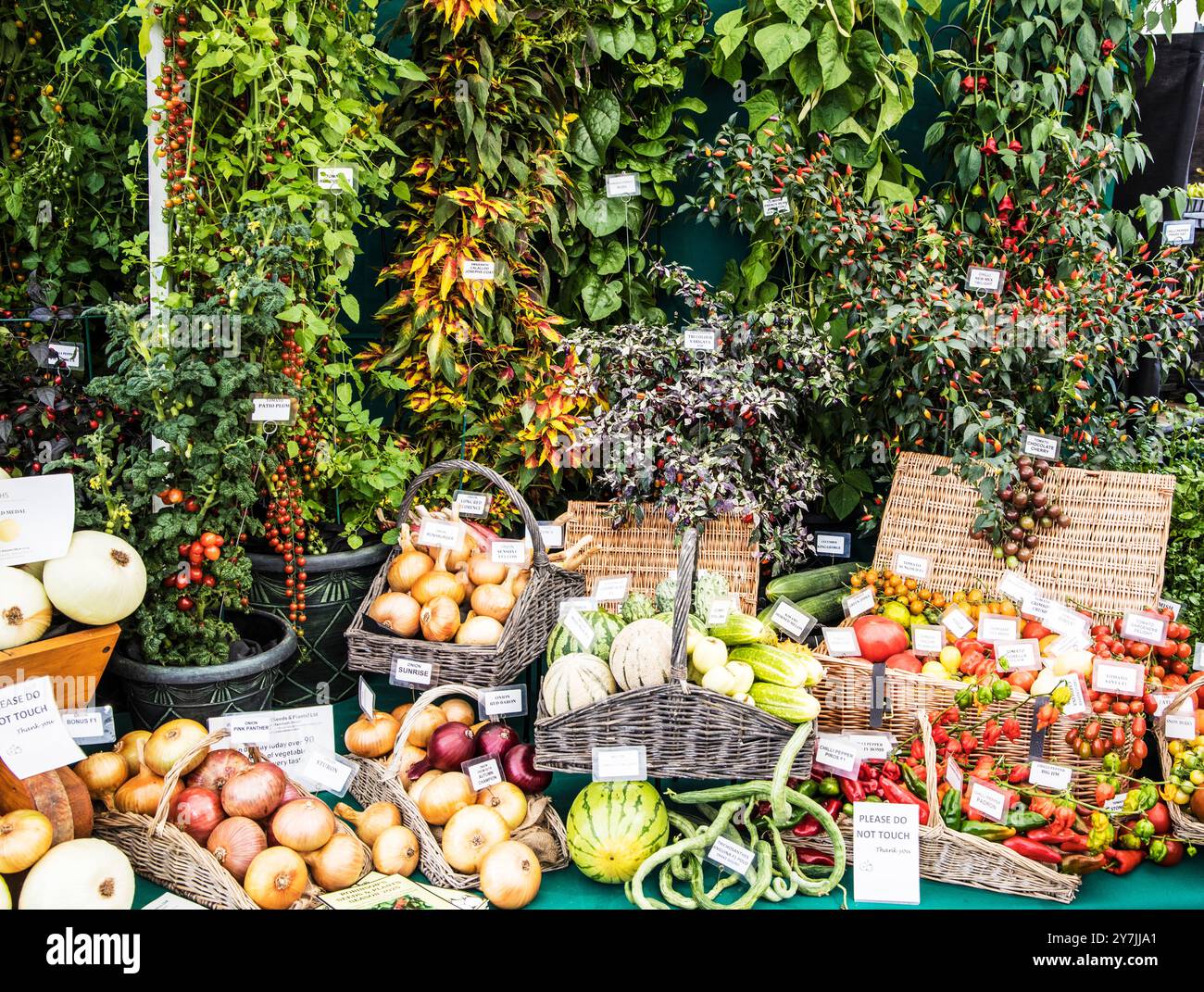 A winning display of fruit and vegetables at the Malvern Autumn Show ...