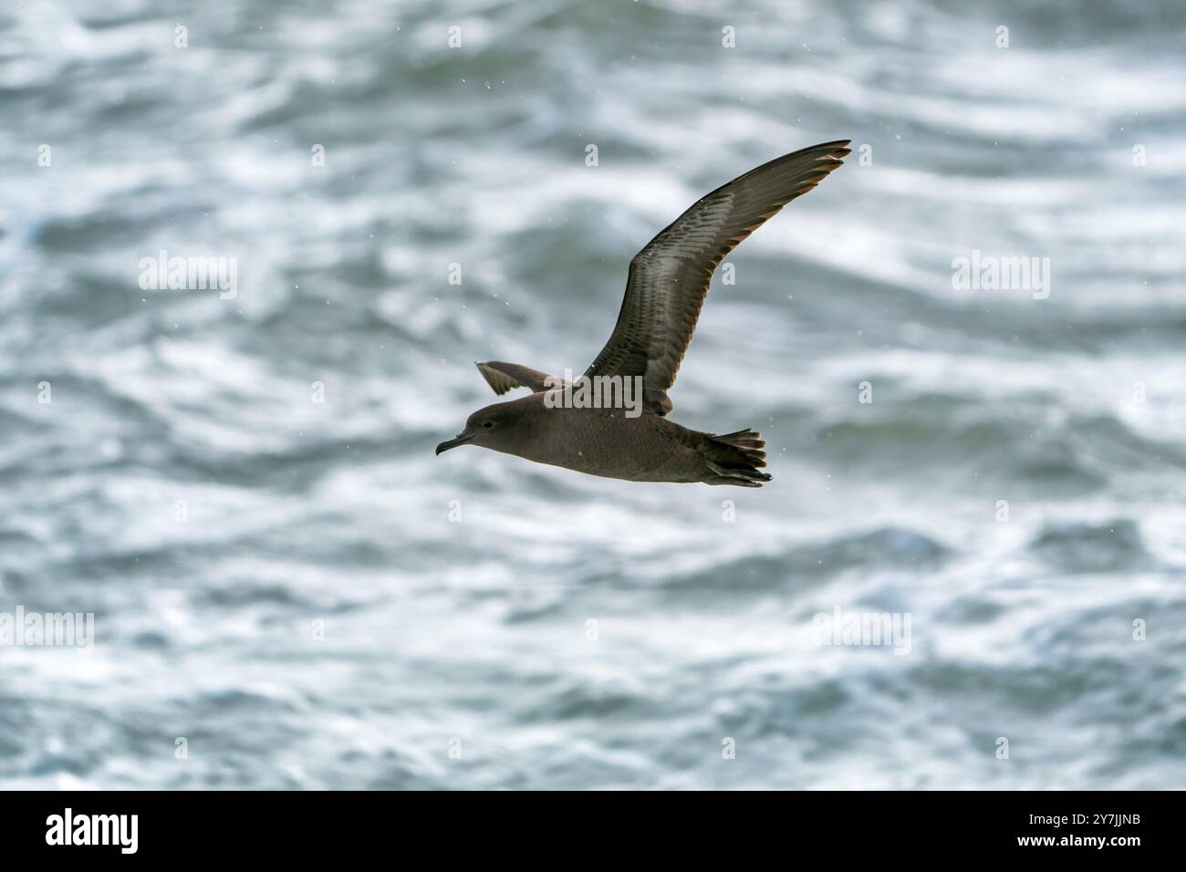 sooty shearwater, Ardenna grisea Stock Photo - Alamy