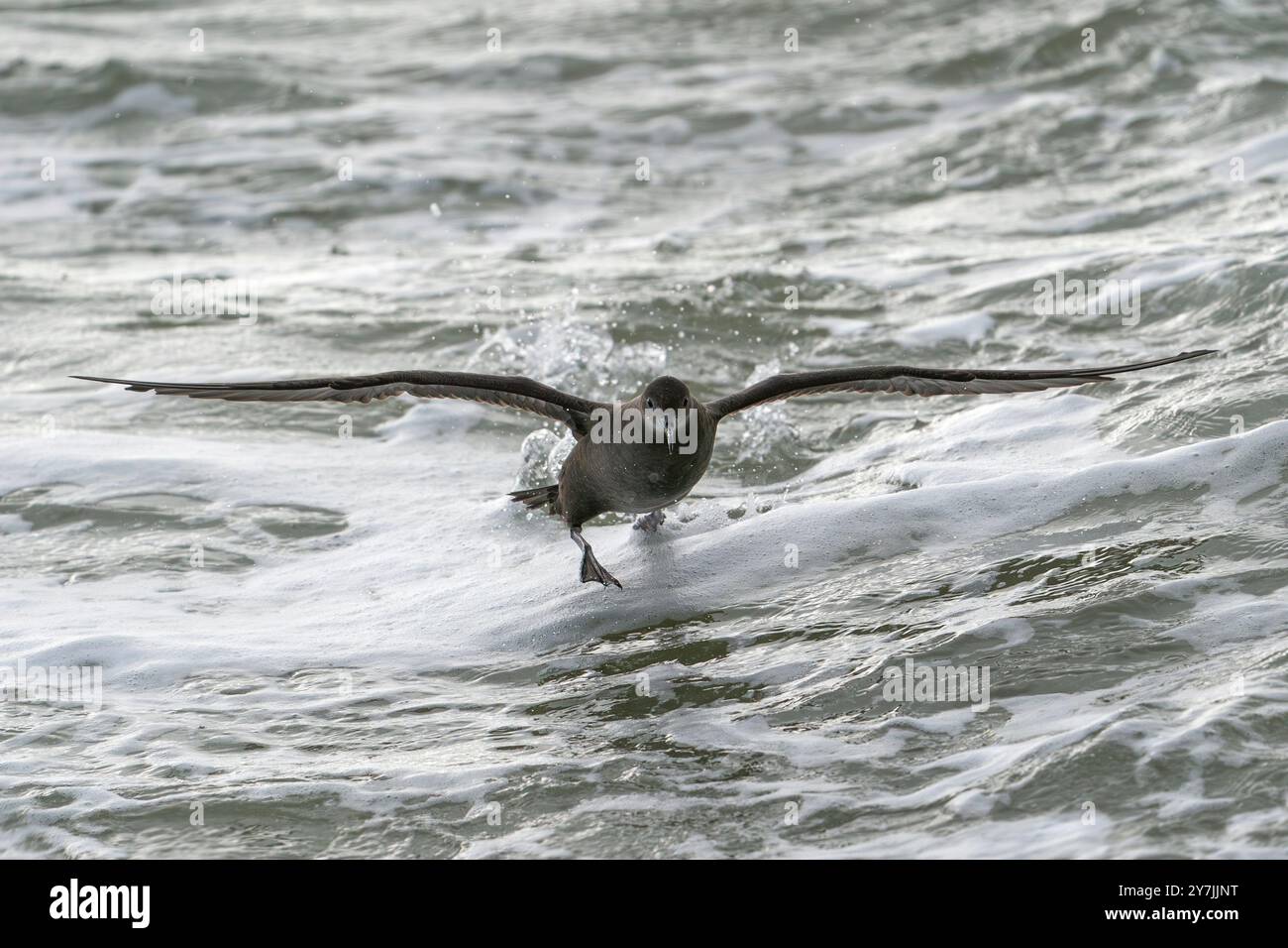 sooty shearwater, Ardenna grisea Stock Photo - Alamy