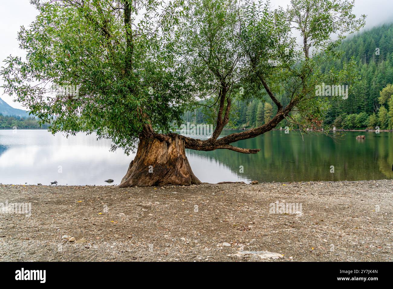 Unique tree at Rattlesnake Lake in North Bend, Washington Stock Photo ...