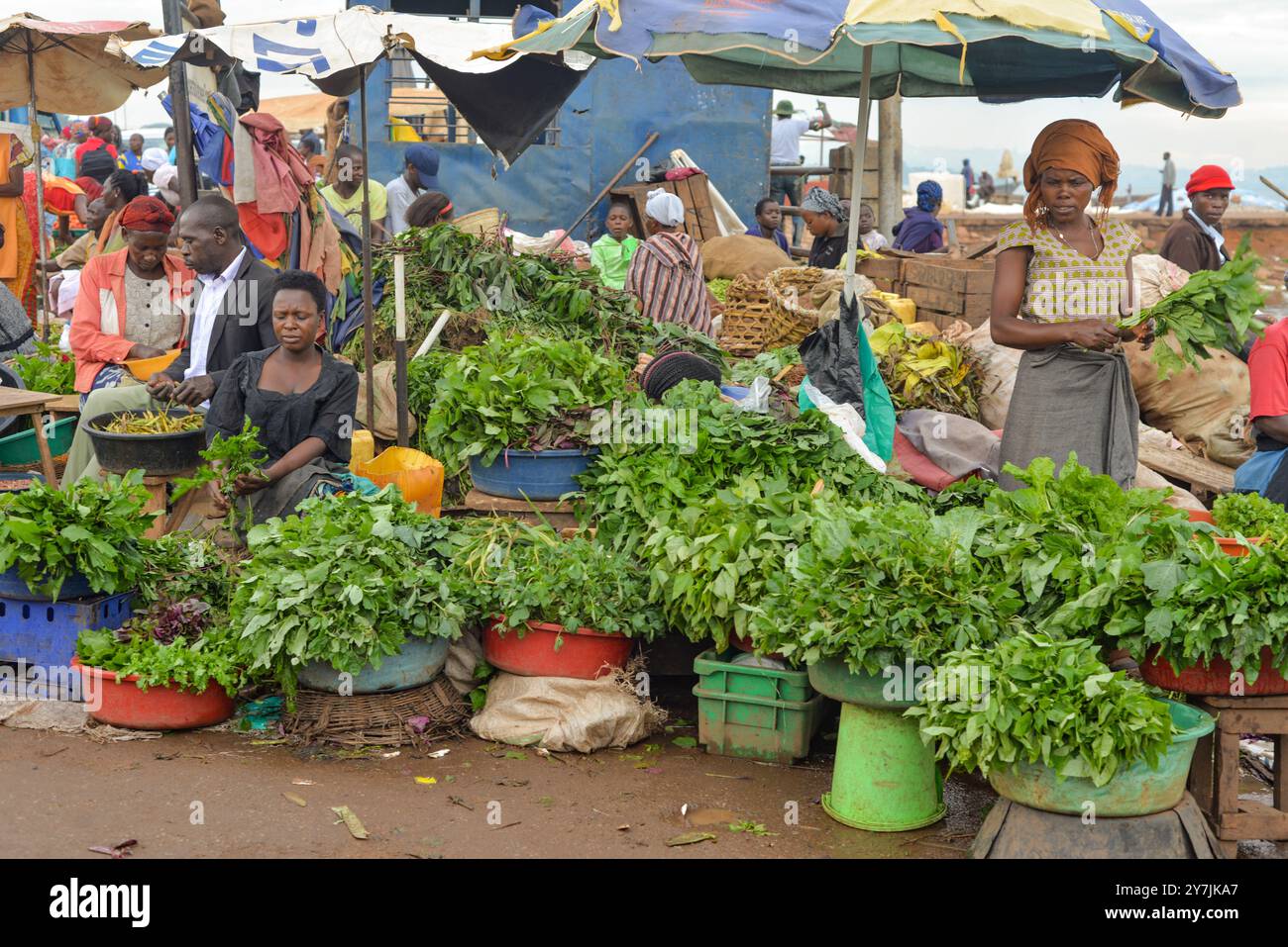 Women selling fresh greens in Ggaba Market Kampala - Uganda Stock Photo - Alamy