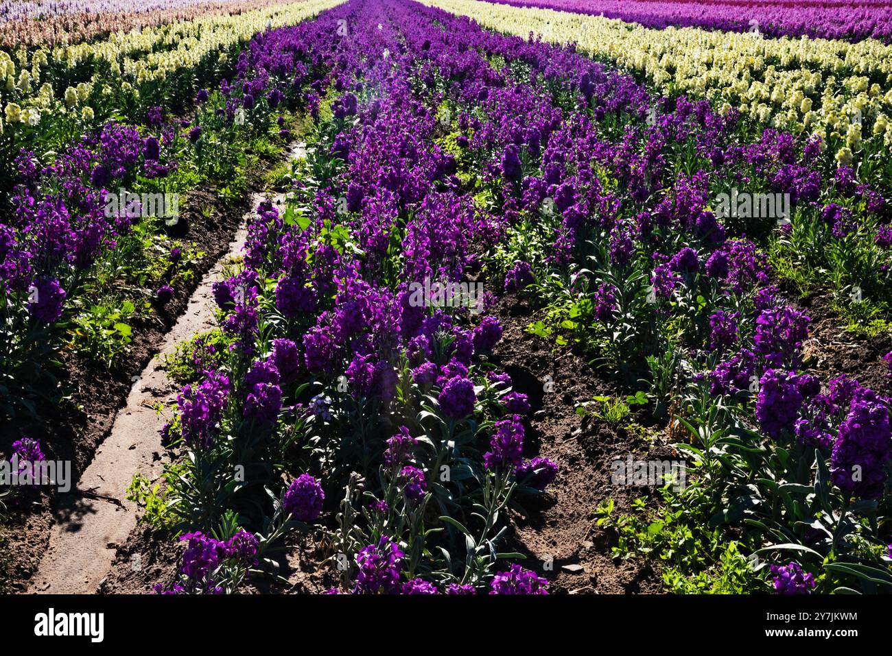 Natural beauty of flower field with newer growth, communicating life ...
