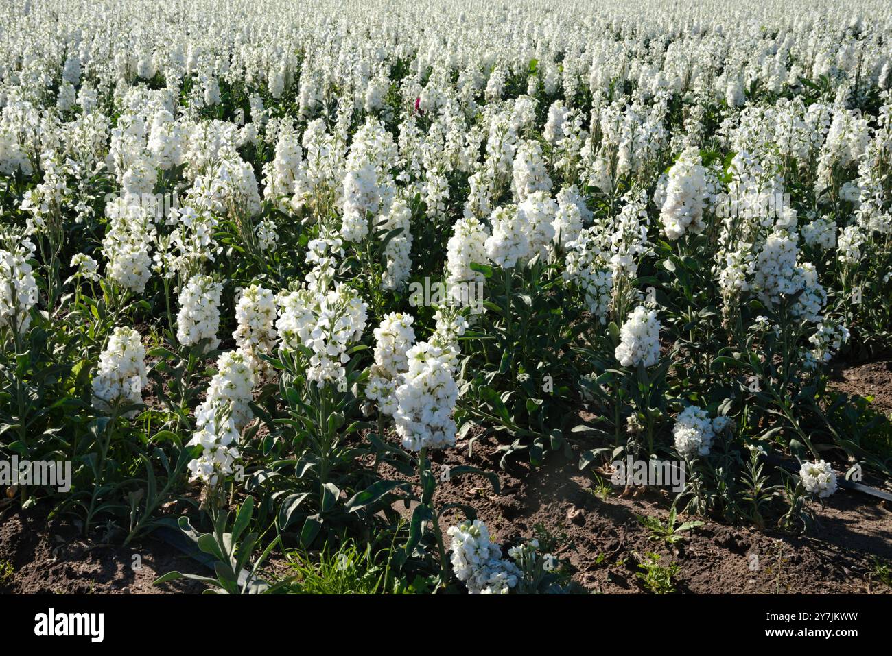 Natural beauty of flower field with newer growth, communicating life ...