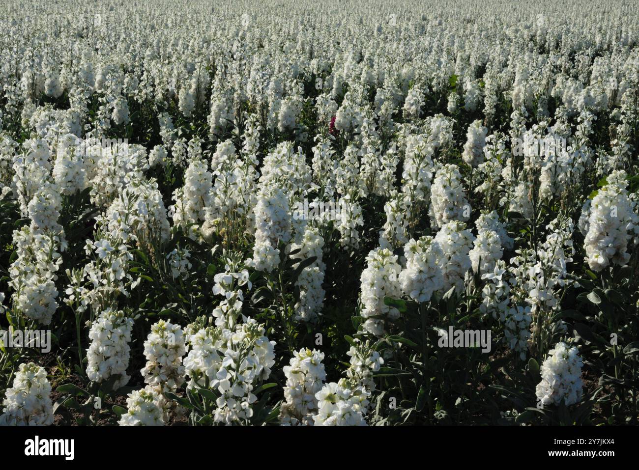 Natural beauty of flower field with newer growth, communicating life ...