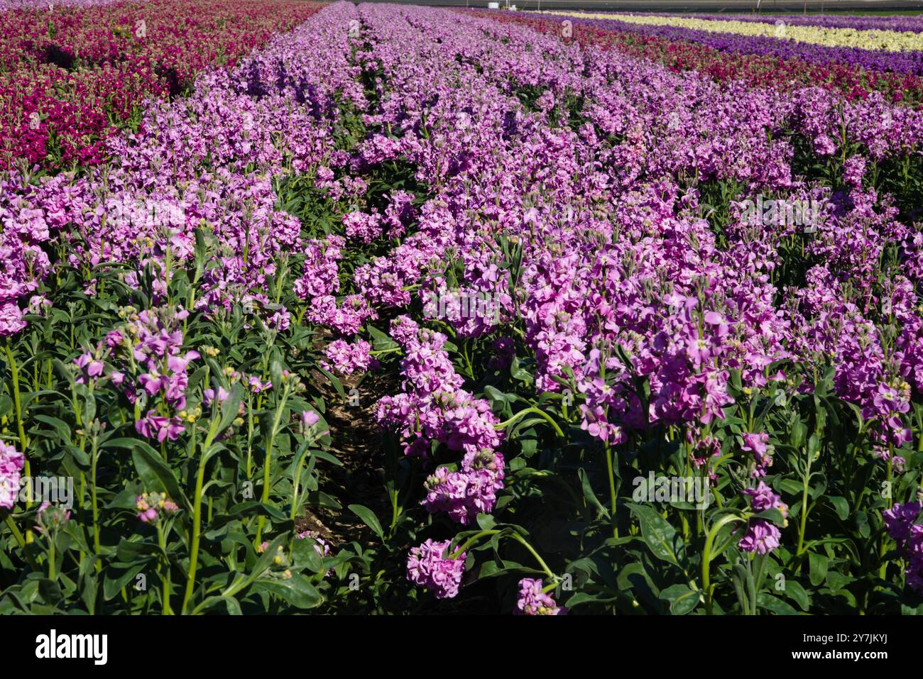 Natural beauty of flower field with newer growth, communicating life ...