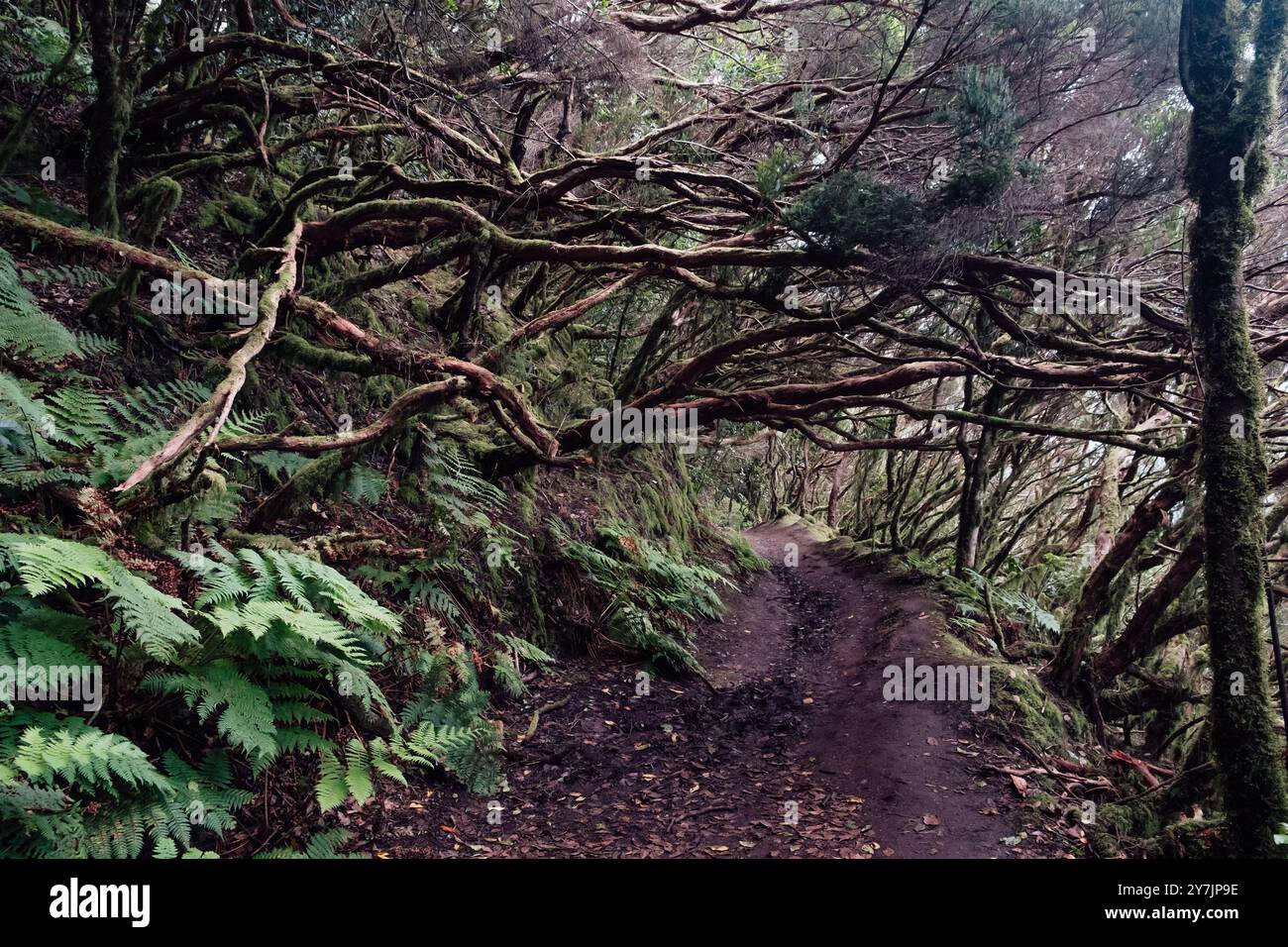 Exploring the path of the Anaga in the humid forest in Tenerife Stock ...