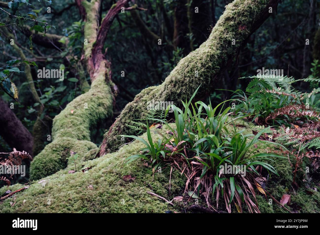 Green tones in a wet forest in the Anaga in Tenerife Stock Photo - Alamy