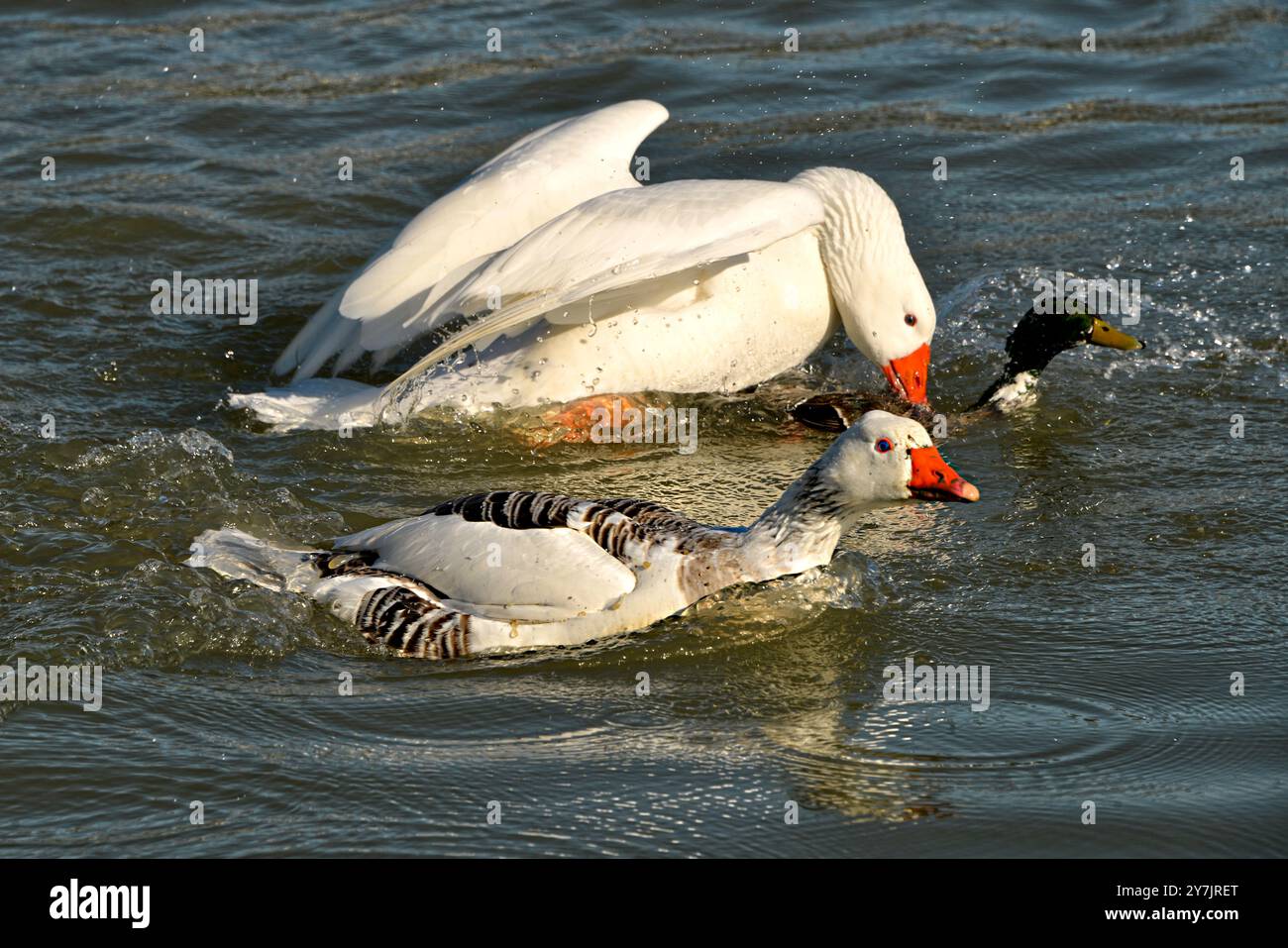 Swan chasing duck hi-res stock photography and images - Alamy