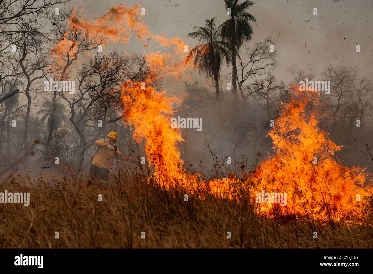 Kadiweu, Brazil. 13th Sep, 2024. Volunteers from the village of Tomazia ...