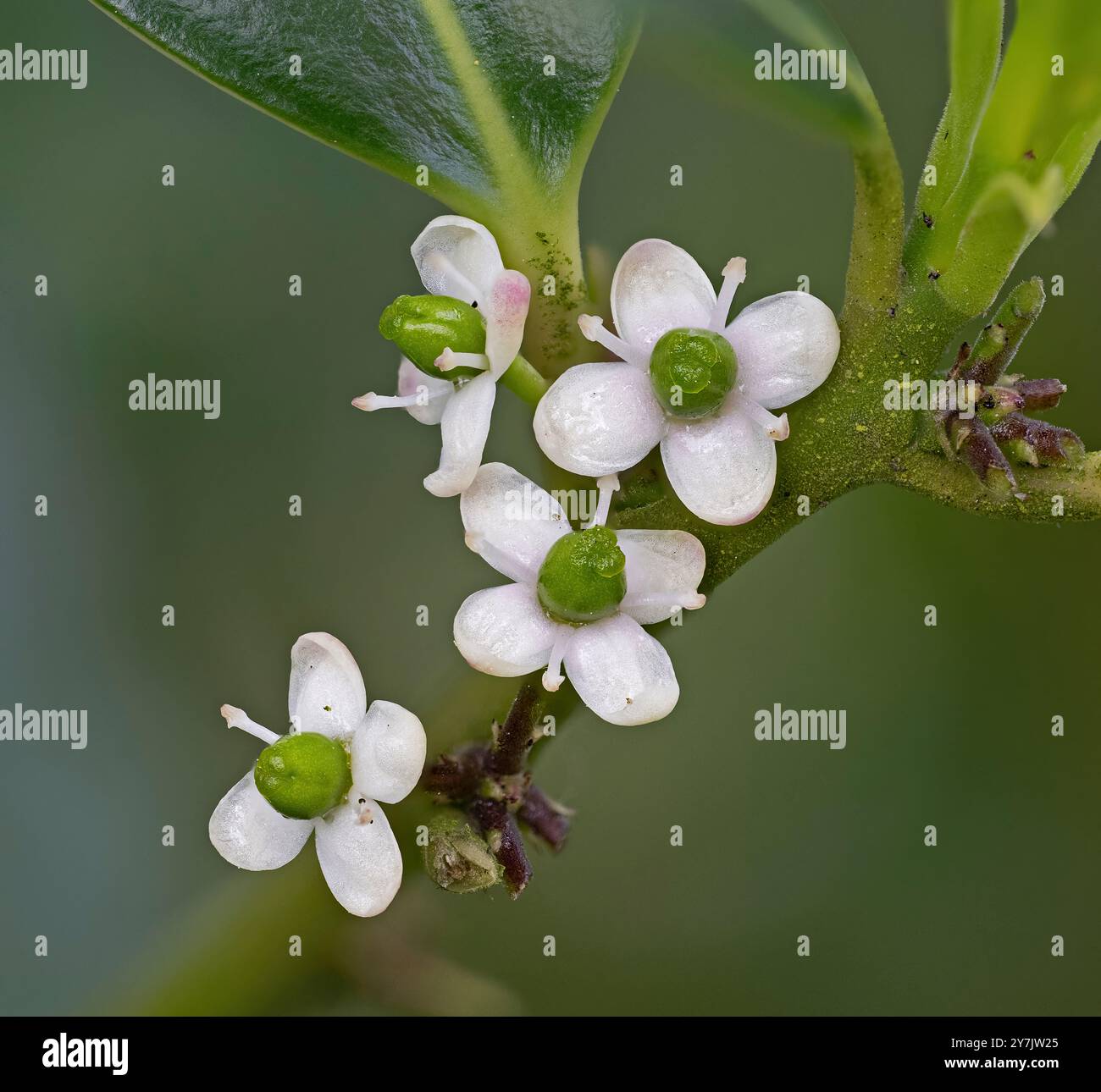 Holly Flowers (Female Stock Photo - Alamy