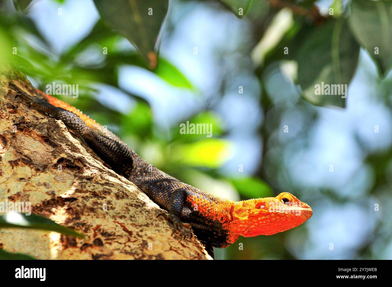 Red - headed Agama Lizard ( agama agama) in Arua - Uganda Stock Photo ...