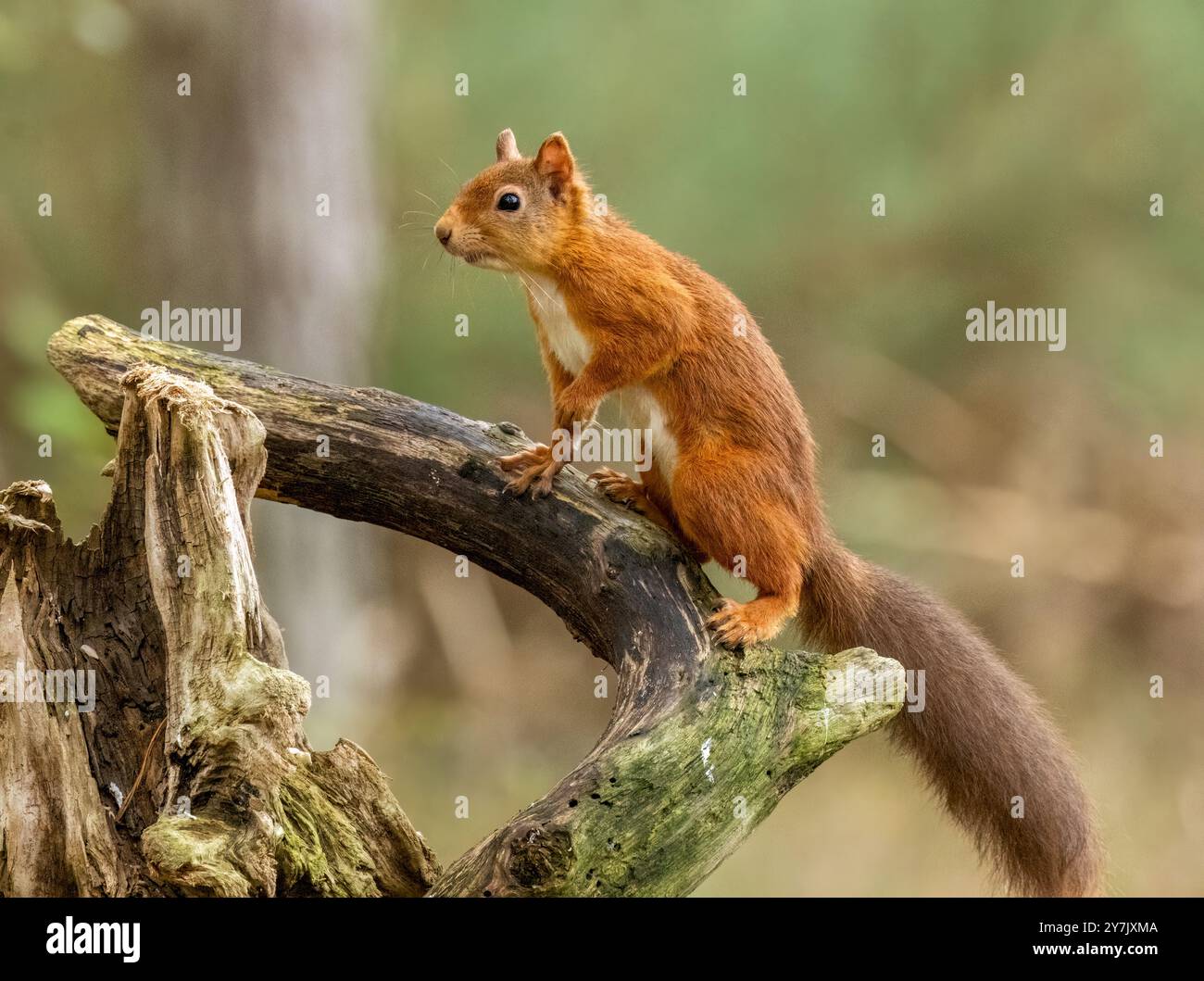 Curious and inquisitive scottish red squirrel in the forest Stock Photo ...