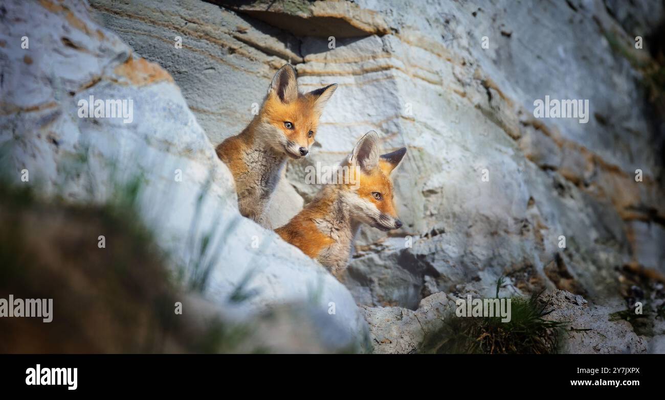 Cute fox Vulpes vulpes cub has climbed out of the burrow and is looking ...