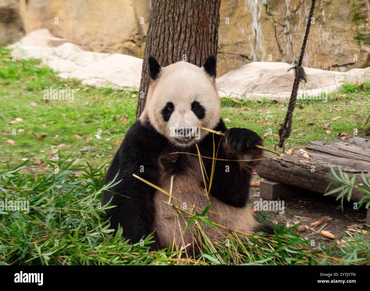A playful giant panda munching on bamboo in a lush green habitat during ...
