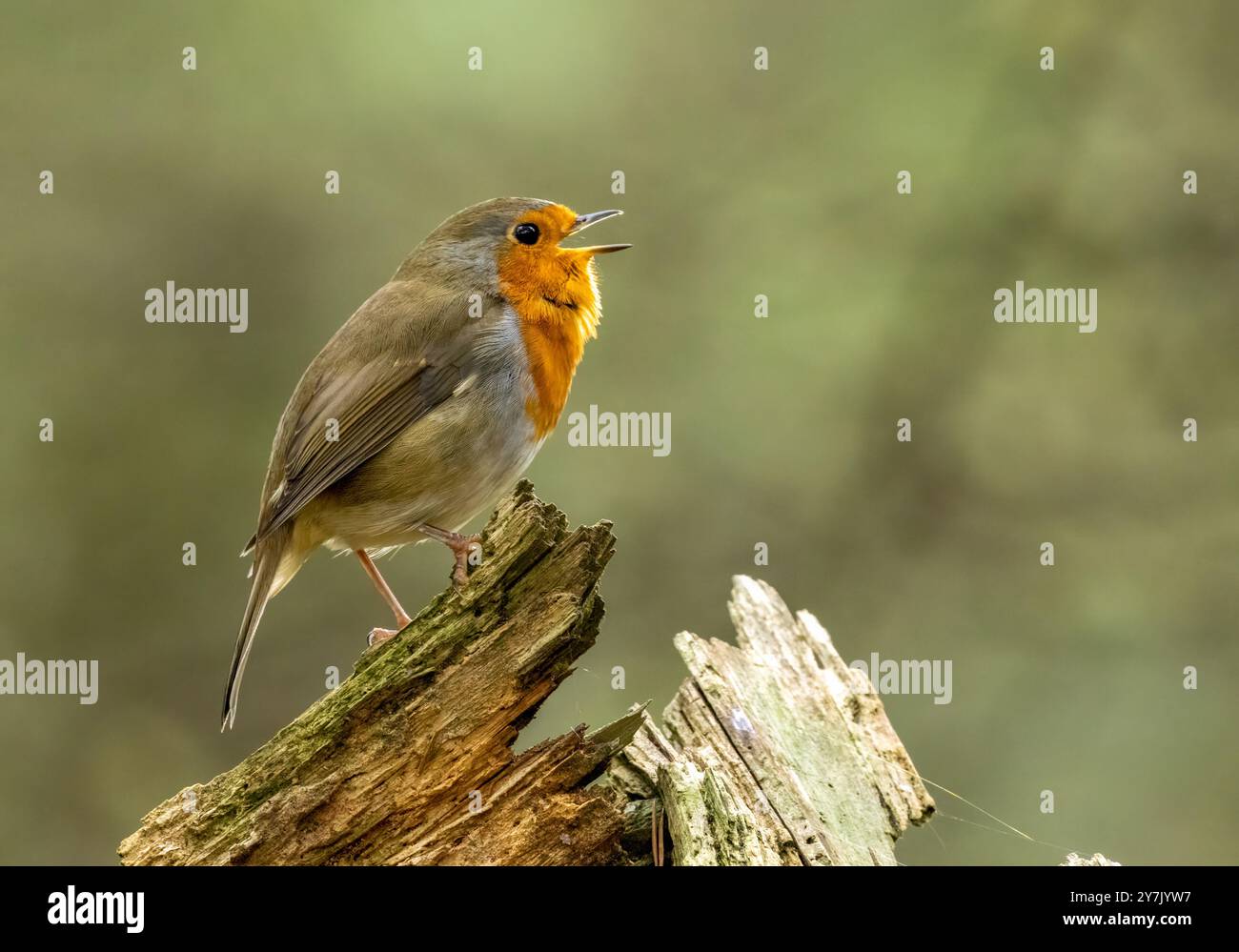 Beautiful song bird hi-res stock photography and images - Alamy
