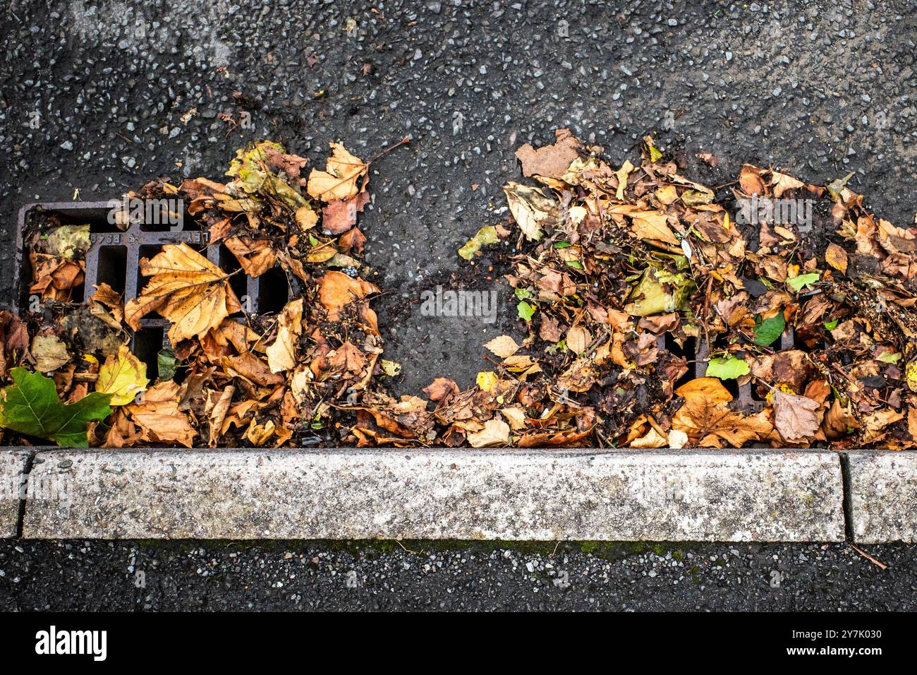 Street water drain blocked with leaves. Debris blocks rainwater runoff ...