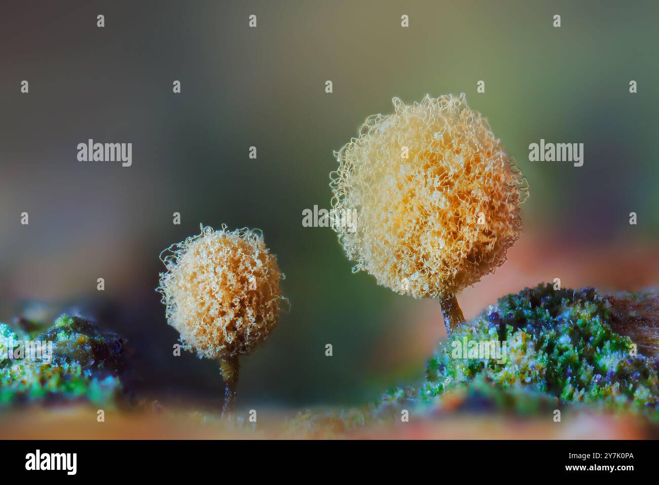 Push Pin Slime Mold - Hemitrichia calyculata Stock Photo - Alamy