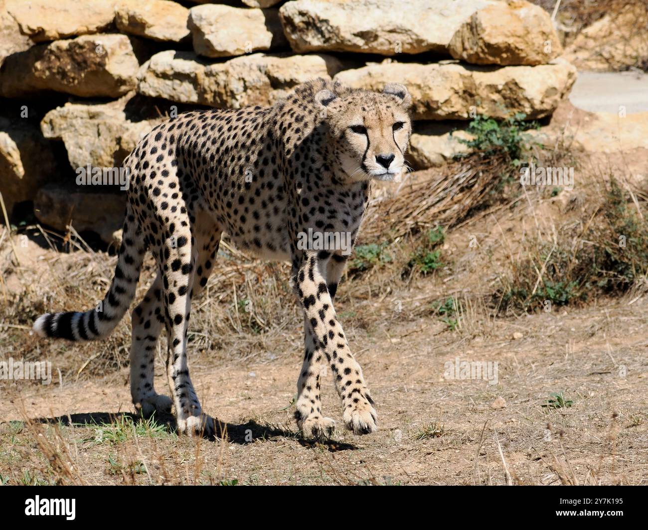 Cheetah among rocks hi-res stock photography and images - Alamy