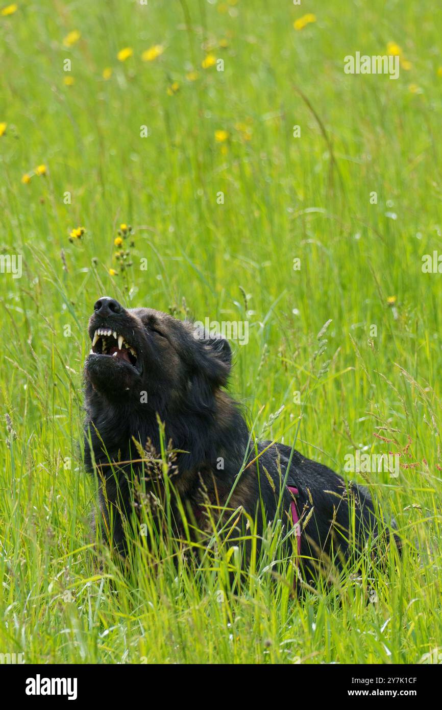 a beautiful purebred german shepard dog barking while sitting in the ...