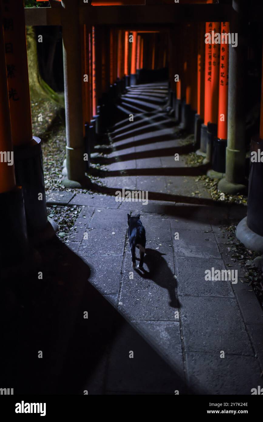 Black cat exploring Fushimi Inari Taisha temple at night, Kyoto, Japan ...