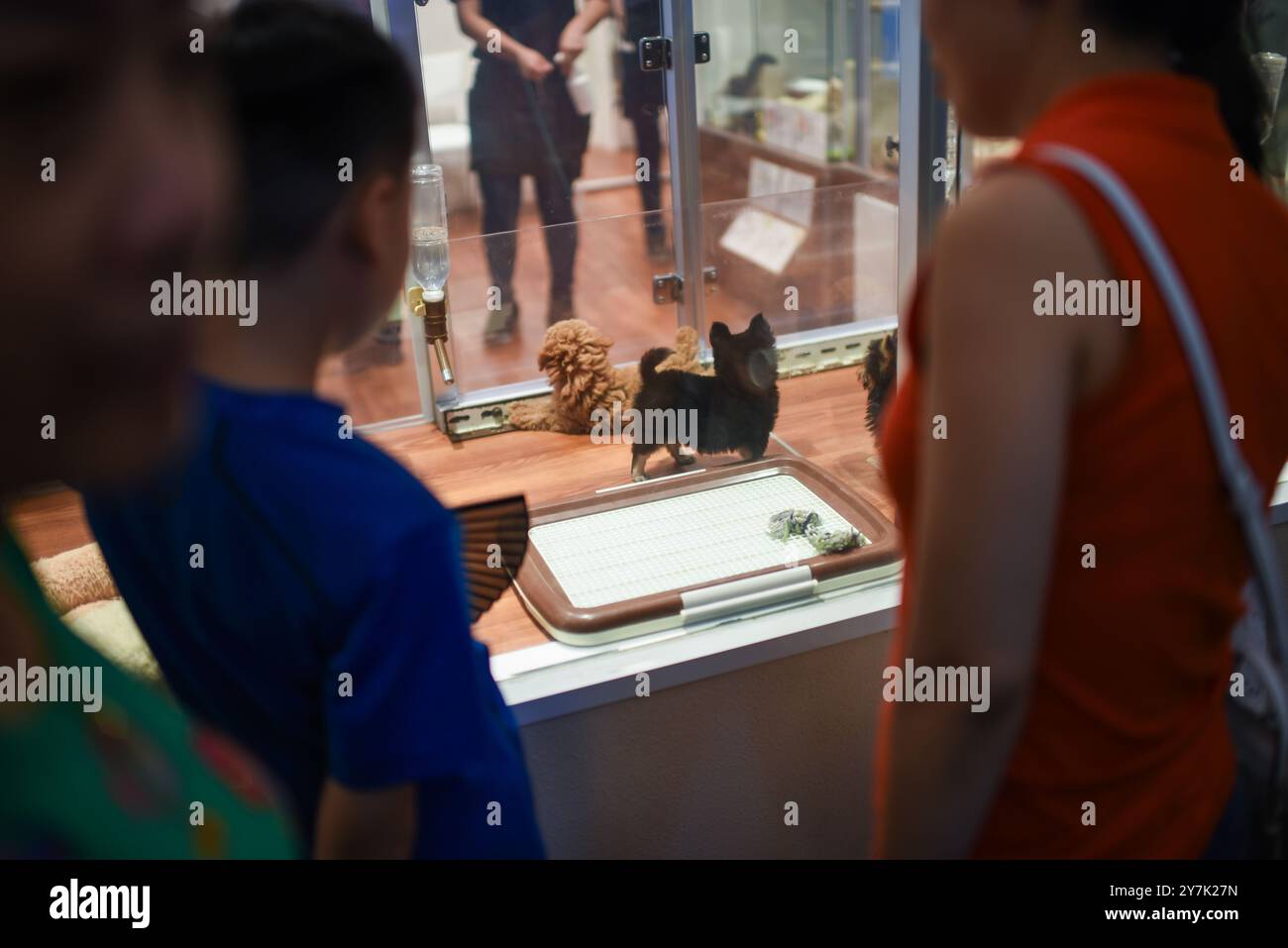 Pet shop display window in Kyoto Stock Photo - Alamy