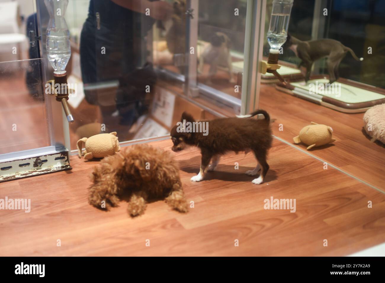Pet shop display window in Kyoto Stock Photo - Alamy