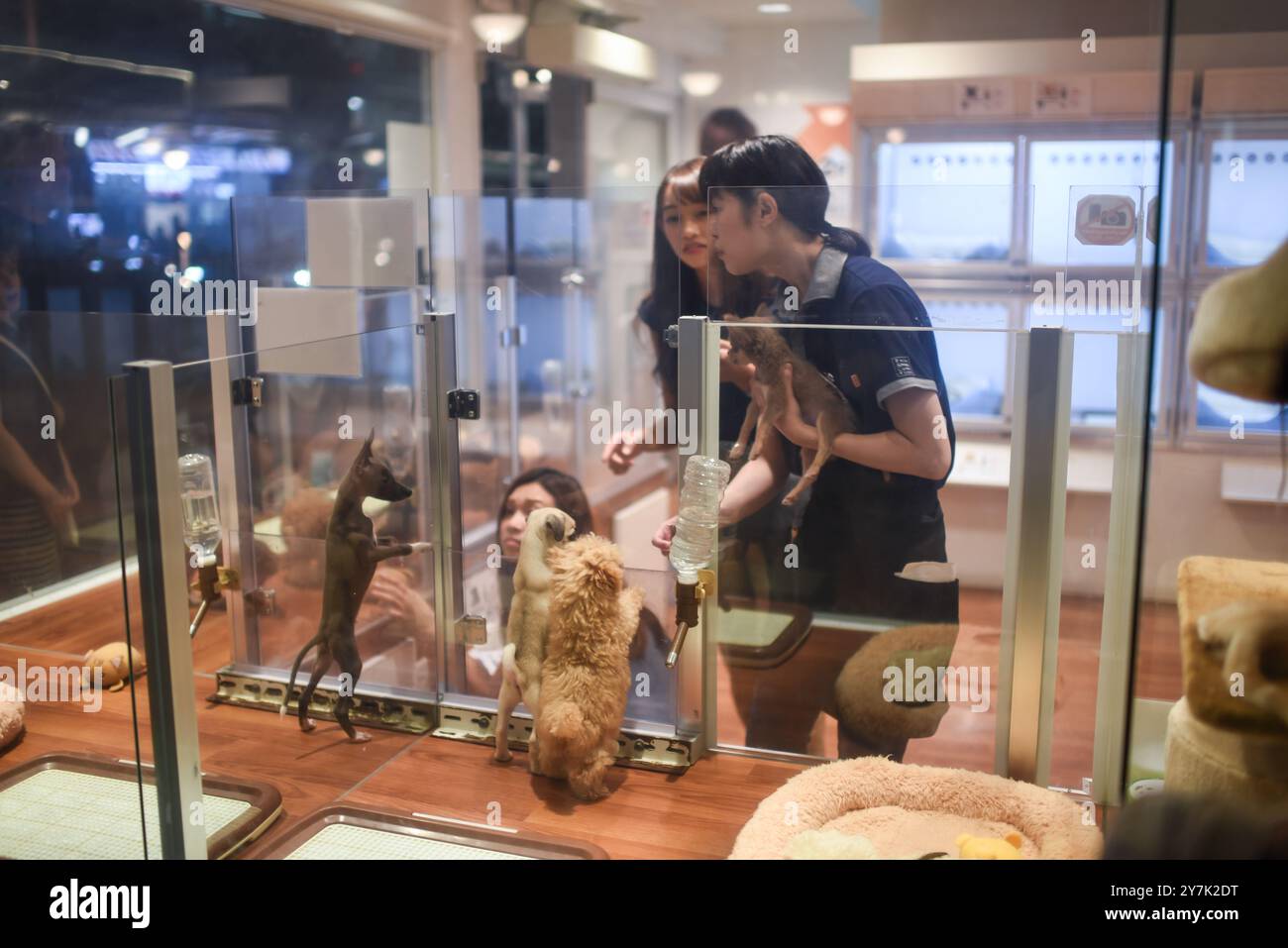 Pet shop display window in Kyoto Stock Photo - Alamy
