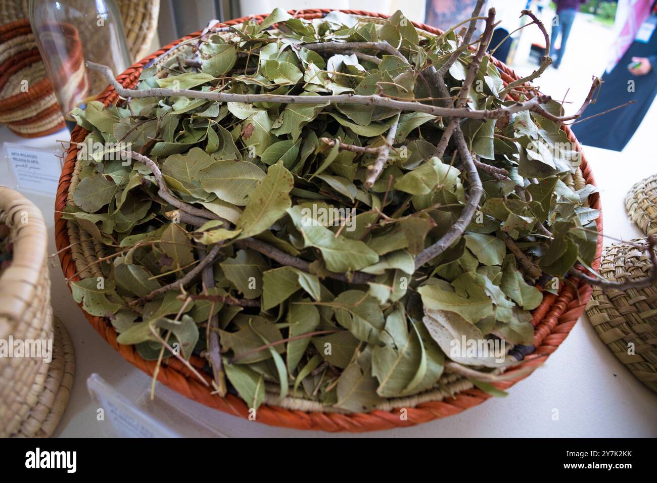 Terebinth tree hi-res stock photography and images - Alamy