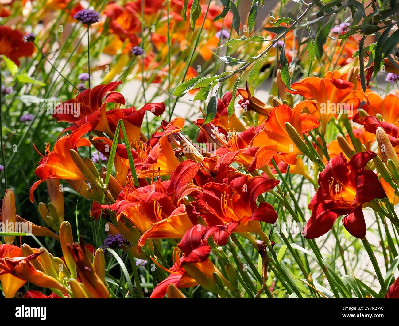 Red orange daylily (hemerocallis) with the stamens in a french garden ...