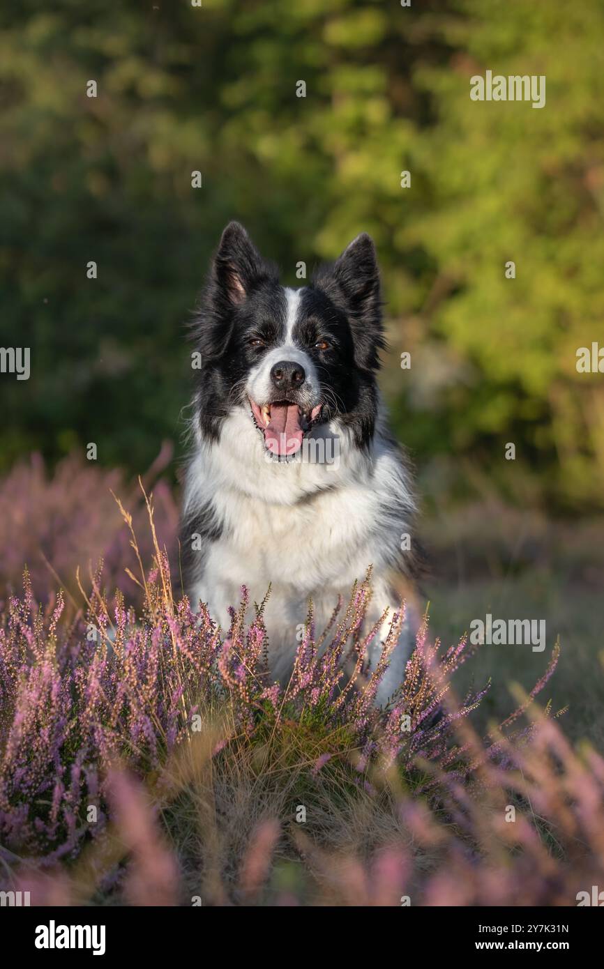 Happy Border Collie Sits in Pink Heather. Black and White Dog Smiles ...