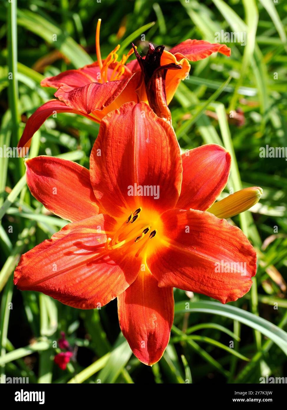 Close-up red orange daylily (hemerocallis) with the stamens in a french ...