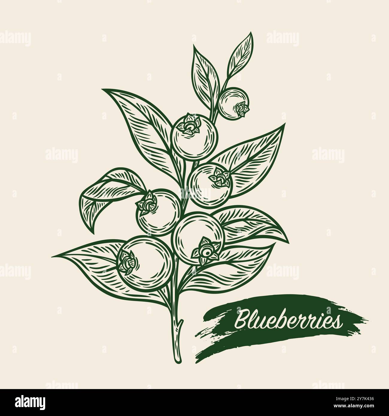 Botanical drawing blueberry hi-res stock photography and images - Alamy