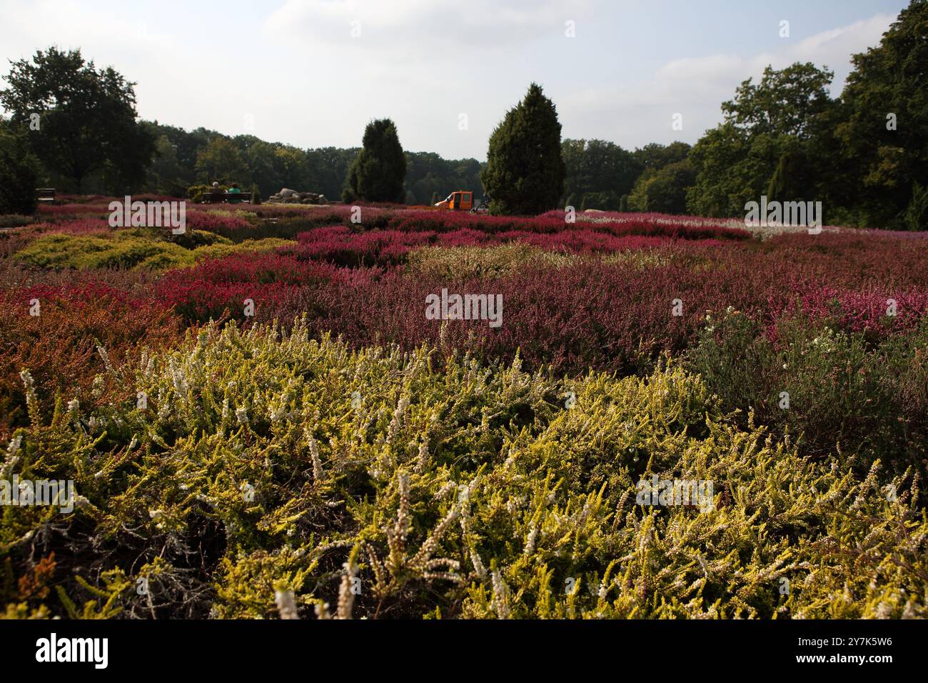 Schneverdingen in Lueneburger Heide or Luneburger Heide or Heath, a ...