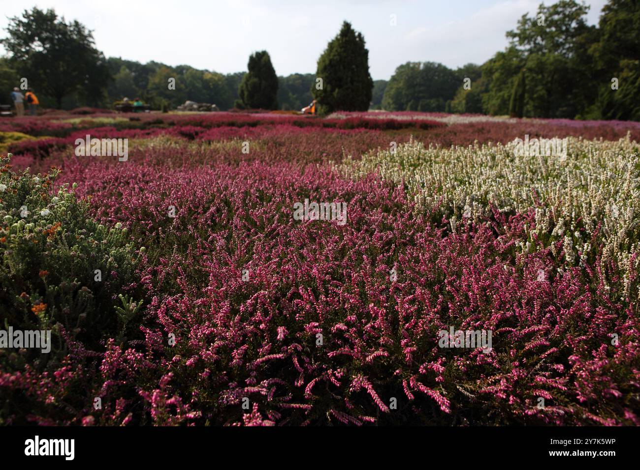Schneverdingen in Lueneburger Heide or Luneburger Heide or Heath, a ...