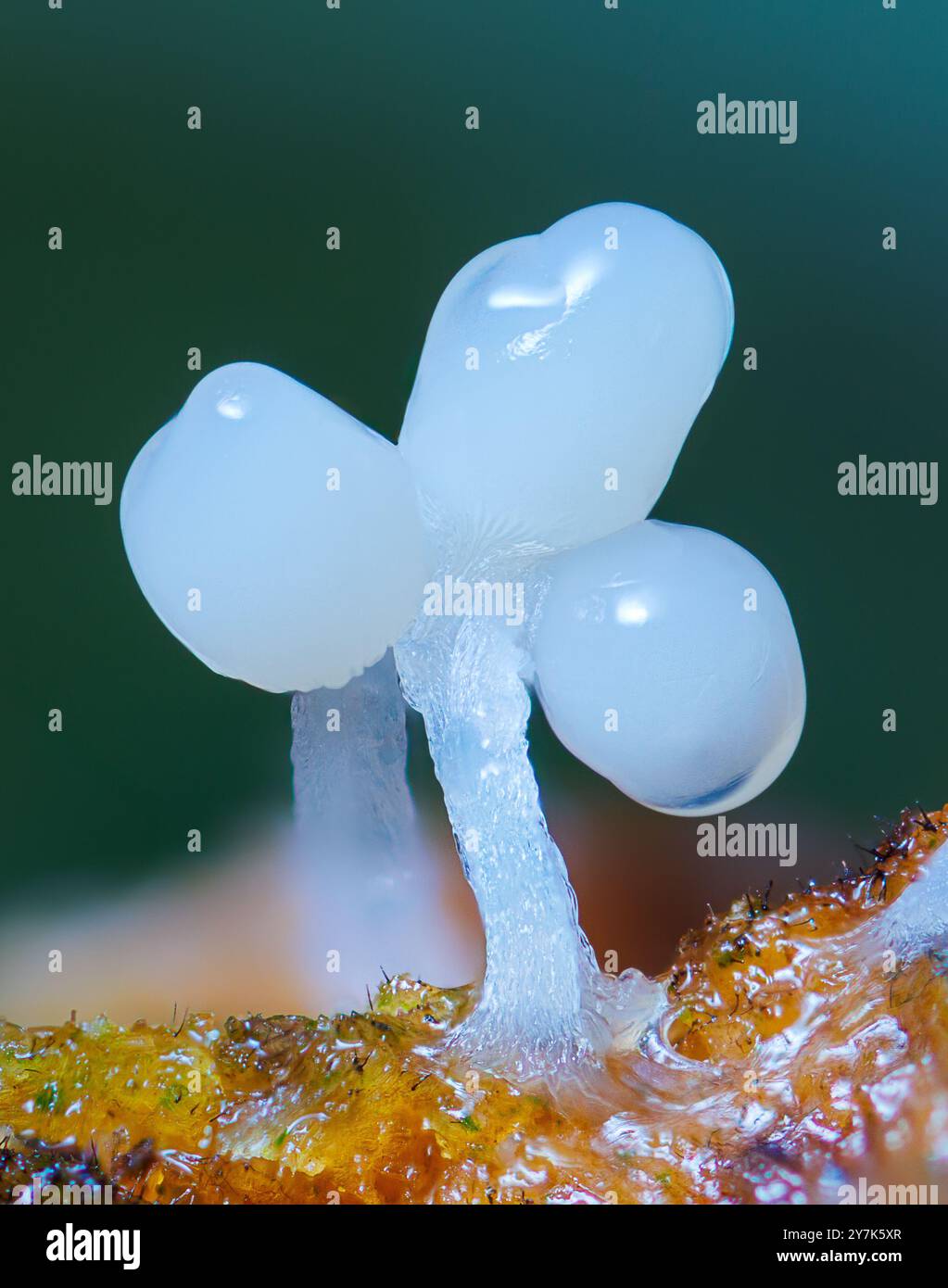 Unidentified slime mold, or myxomycete Stock Photo - Alamy