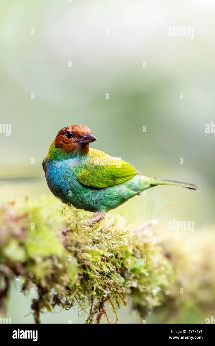Bay-headed Tanager (Tangara gyrola) of Costa Rica Stock Photo - Alamy
