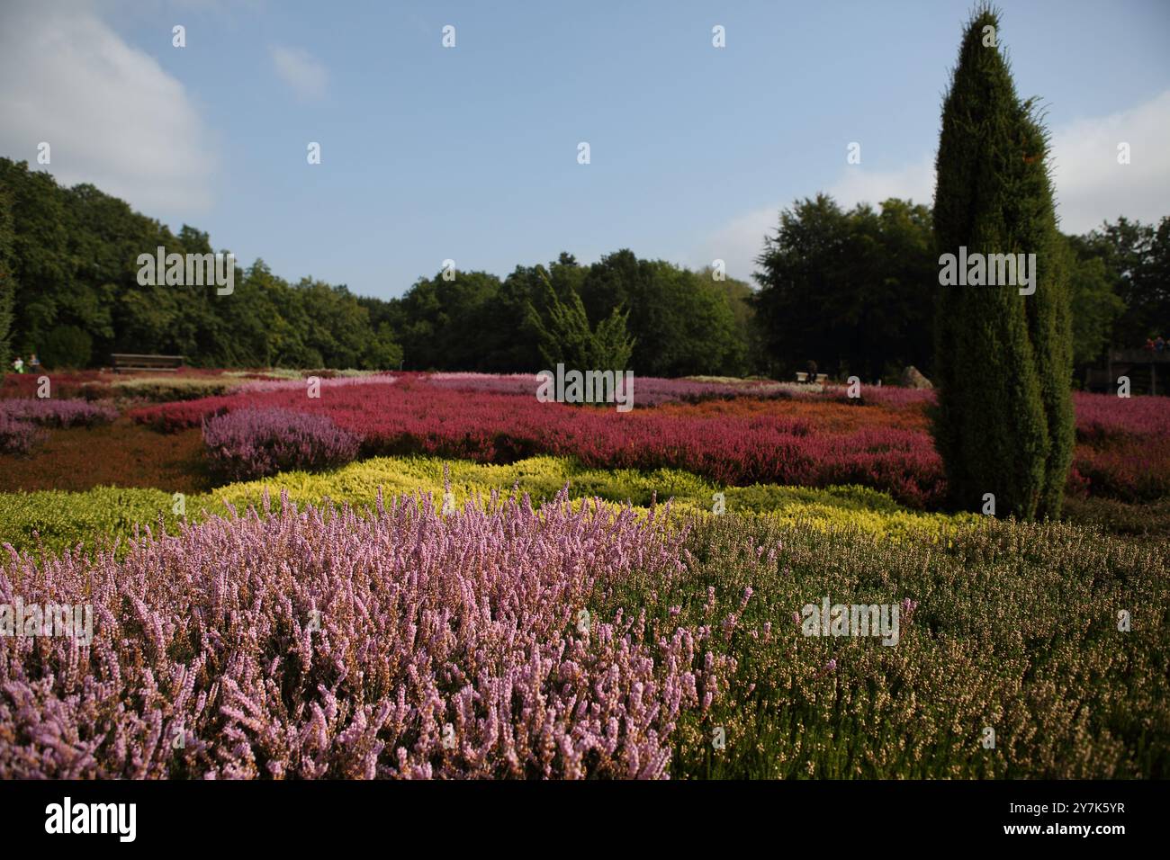 Schneverdingen in Lueneburger Heide or Luneburger Heide or Heath, a ...