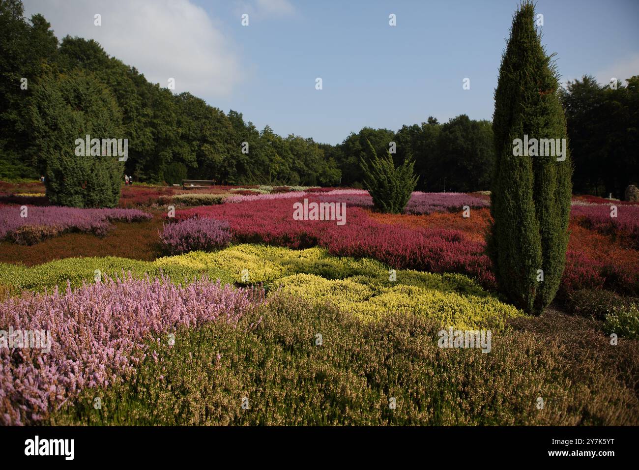 Schneverdingen in Lueneburger Heide or Luneburger Heide or Heath, a ...