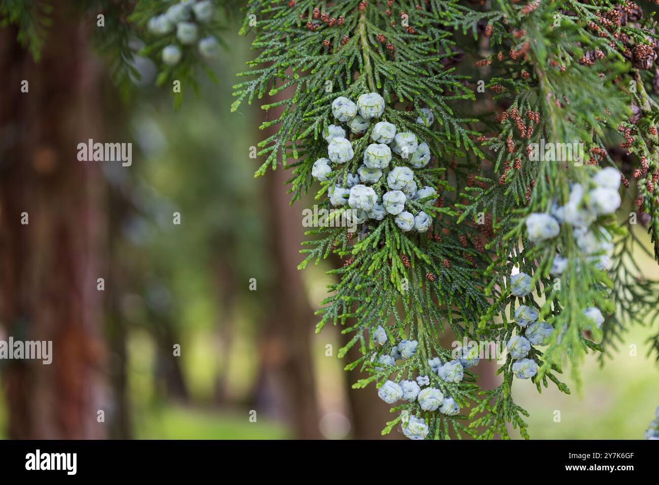 Young green female and brown male cones of Port Orford cedar. Lawson ...