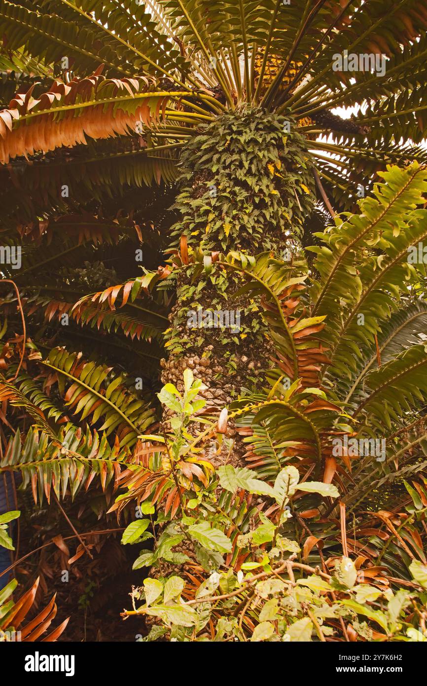 Modjadji Cycad (Encephalartos transvenosus) in the Modjadji Nature ...