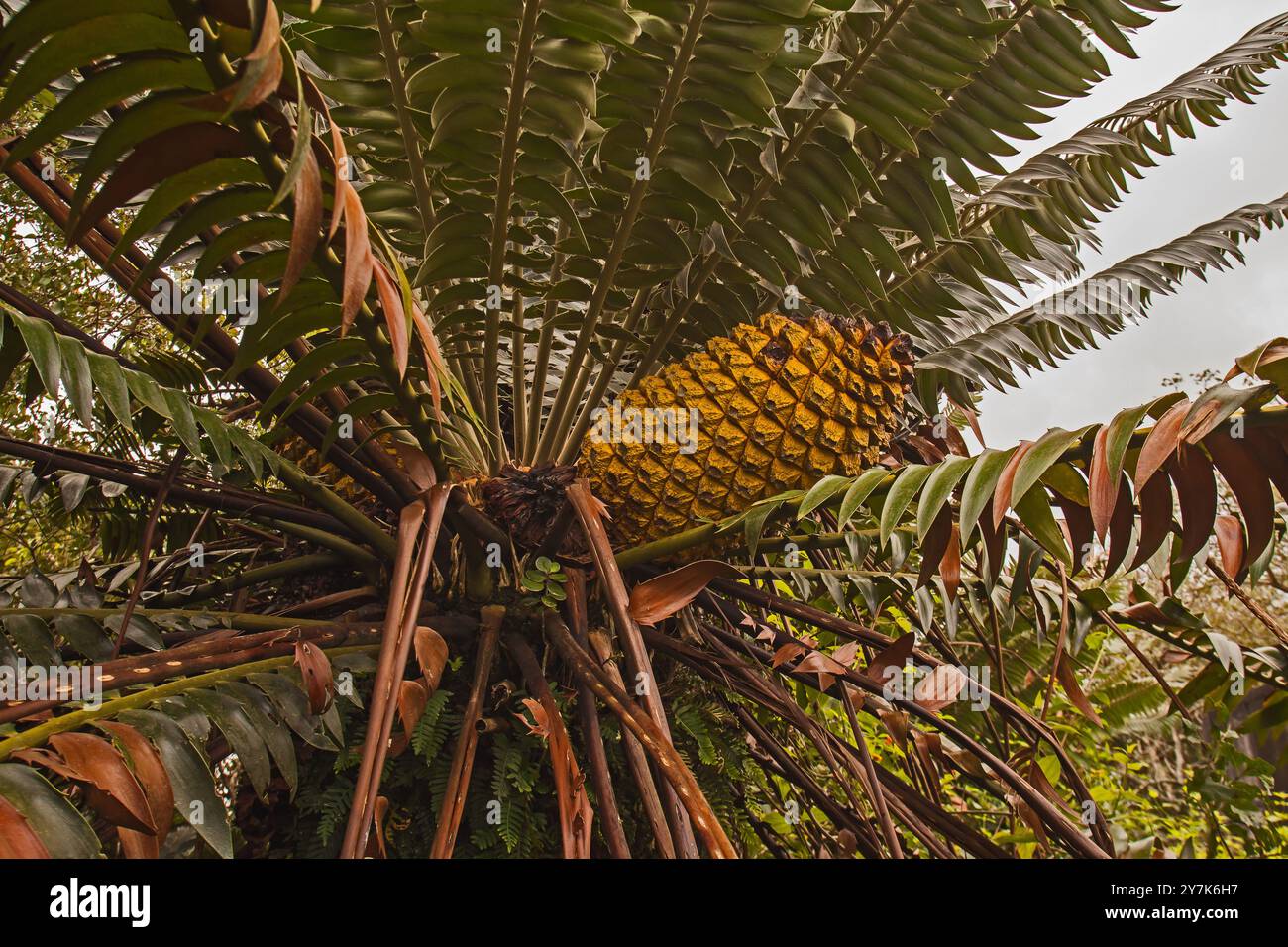 Modjadji Cycad (Encephalartos transvenosus) in the Modjadji Nature ...