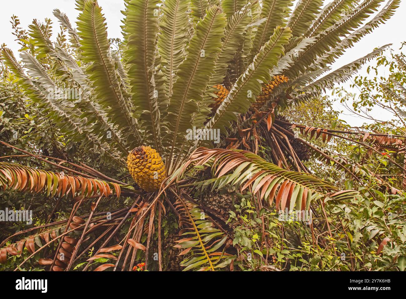 Modjadji Cycad Encephalartos transvenosus 16316 Stock Photo - Alamy
