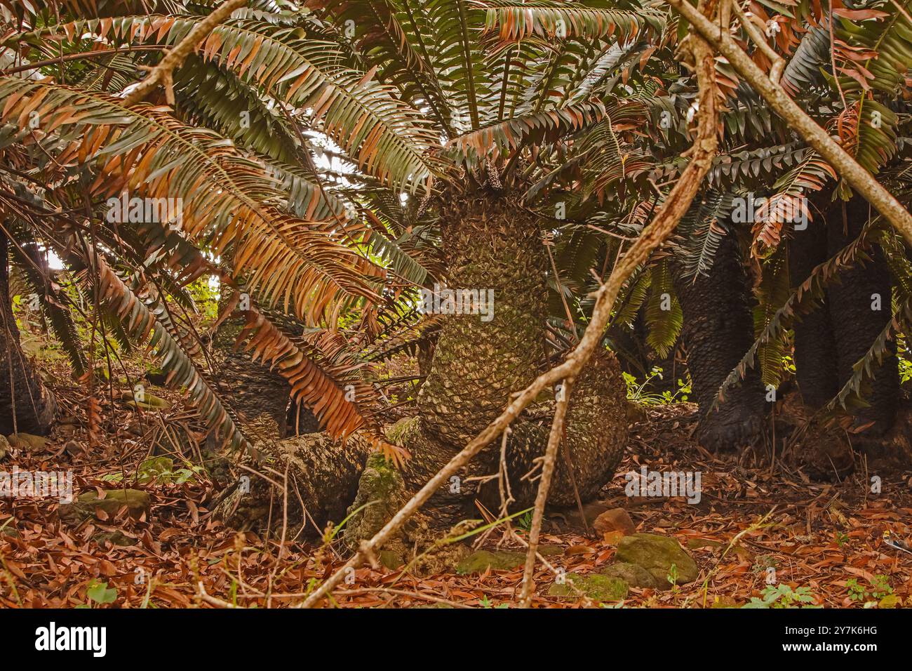 Modjadji Cycad Encephalartos transvenosus 16329 Stock Photo - Alamy