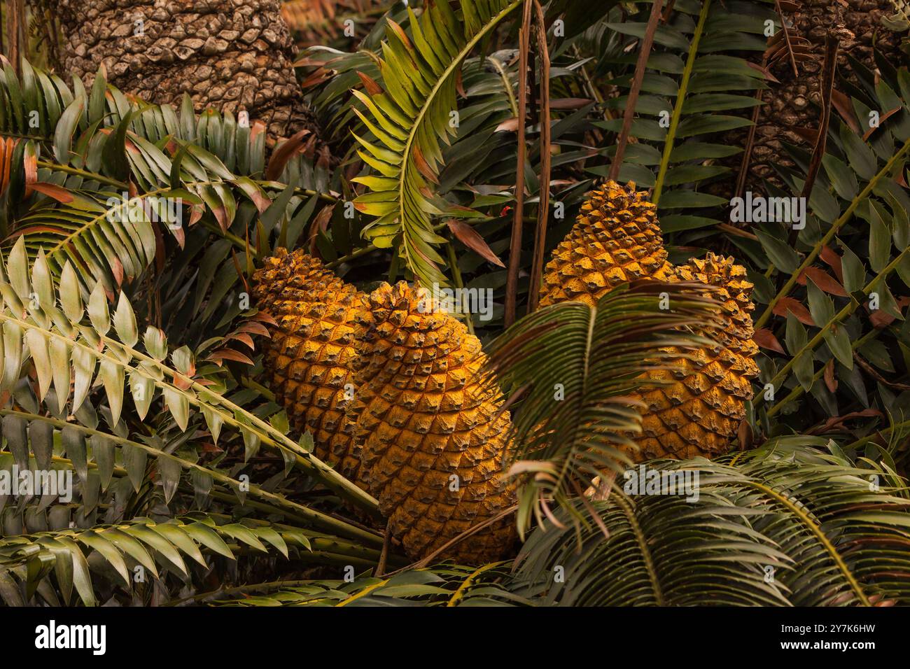 Modjadji Cycad Encephalartos transvenosus 16353 Stock Photo - Alamy