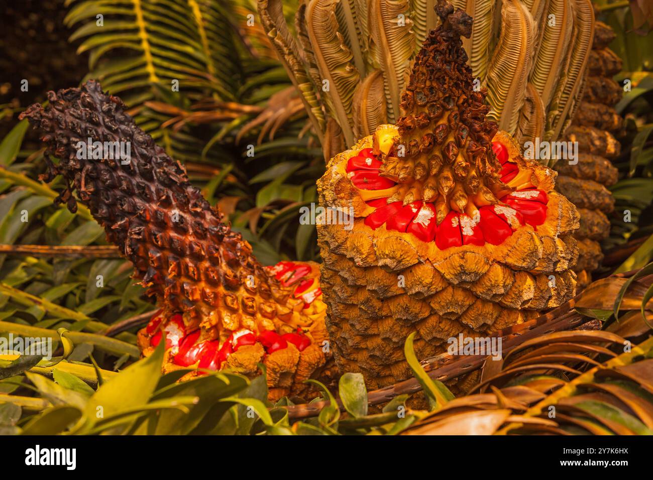 Modjadji Cycad Encephalartos transvenosus 16352 Stock Photo - Alamy